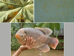 Budidaya Ikan Gurame - Fish Information (INDONESIA)