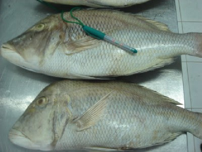 Emperor fish - Fish Information (INDONESIA)