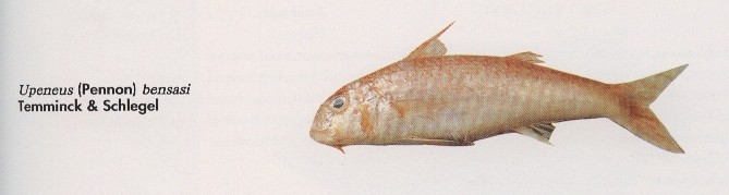 SpesieIkan : Ikan diperairan Laut China Selatan dan Asia - Fish ...