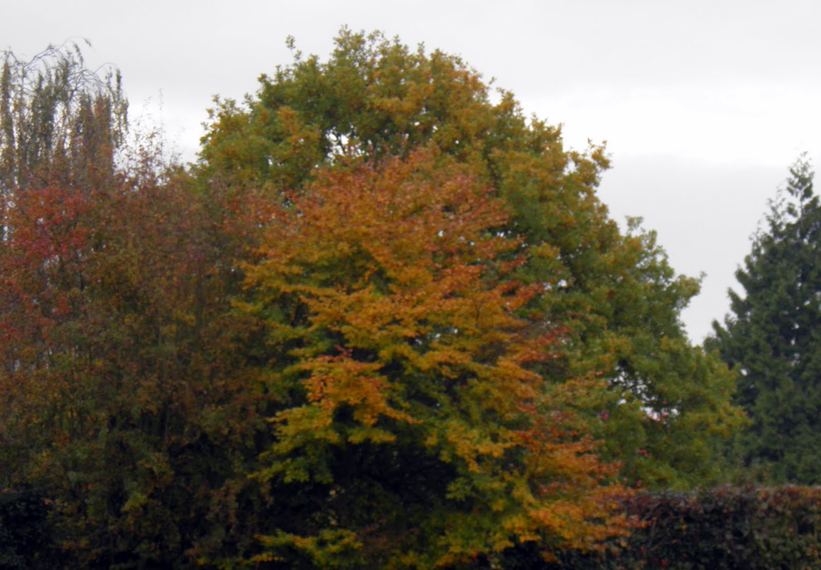 Rambling On...: Hampstead Ramblers enjoy the Autumn colours