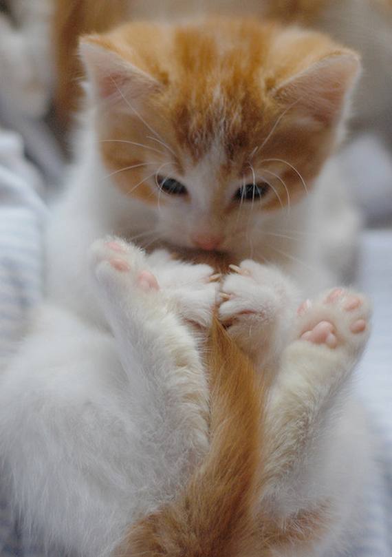 Det Bedste: Dagens billedserie: Søde kattekillinger en masse
