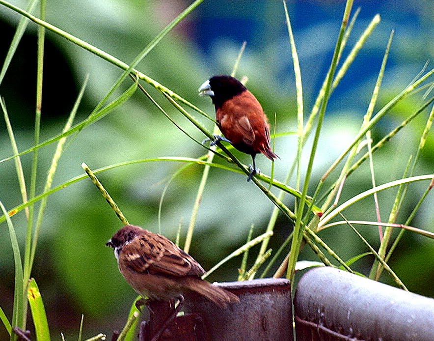 PENABAHARI : ODISI BERSAMA OLYMPUS: TENTANG BURUNG (15) PIPIT VS PIPIT