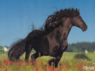 Tutto sui cavalli: Obbiettivo Cavallo