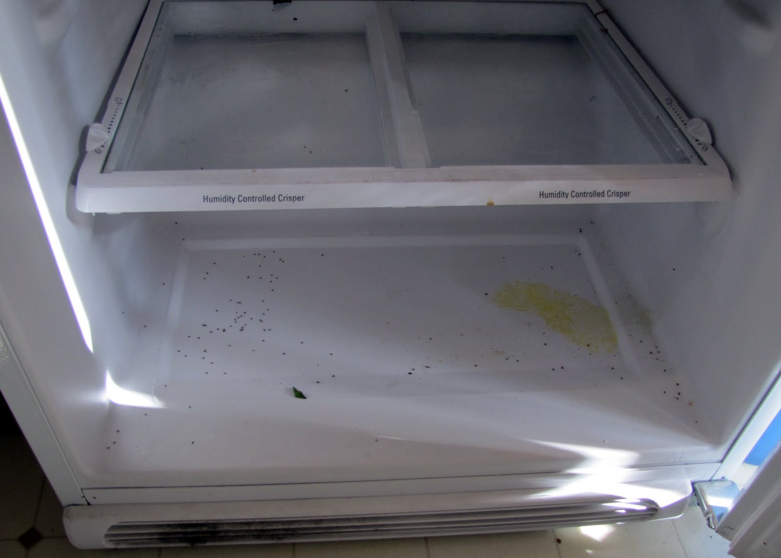Smells Like Food in Here: Refrigerator Update and Cleaning