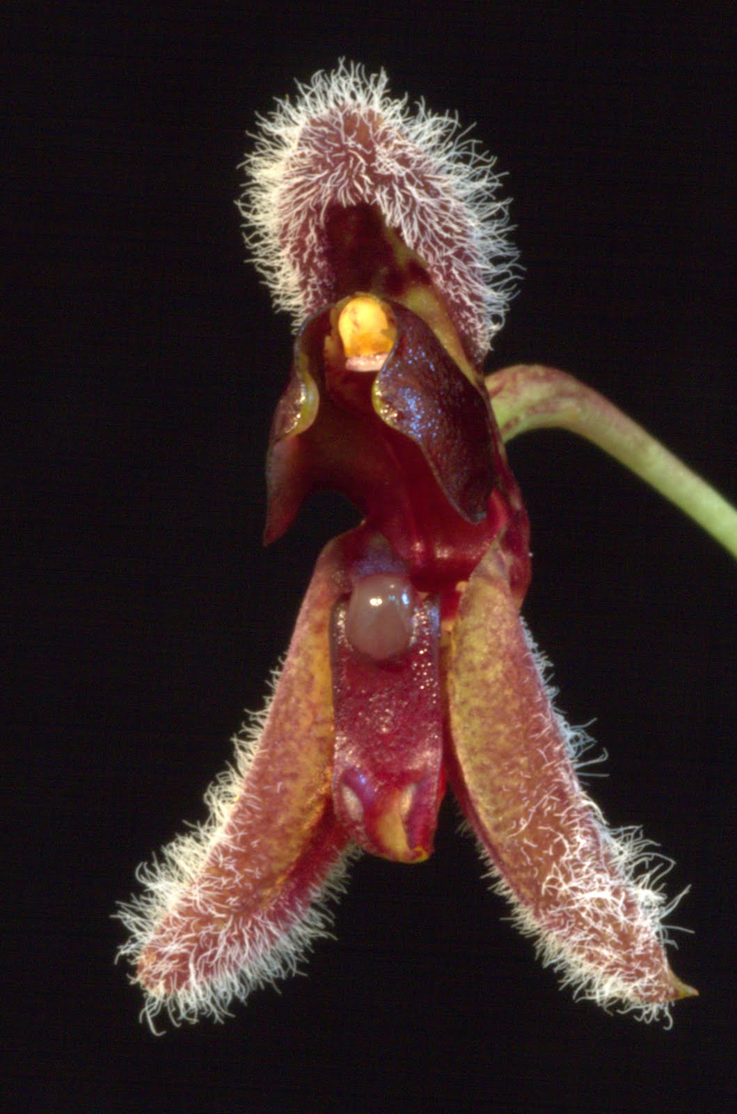 Orchids in Bloom: Condylago rodrigoi