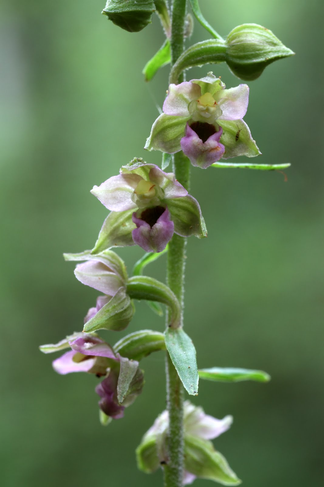 Native Orchids of the Pacific Northwest and the Canadian Rockies: Broad ...