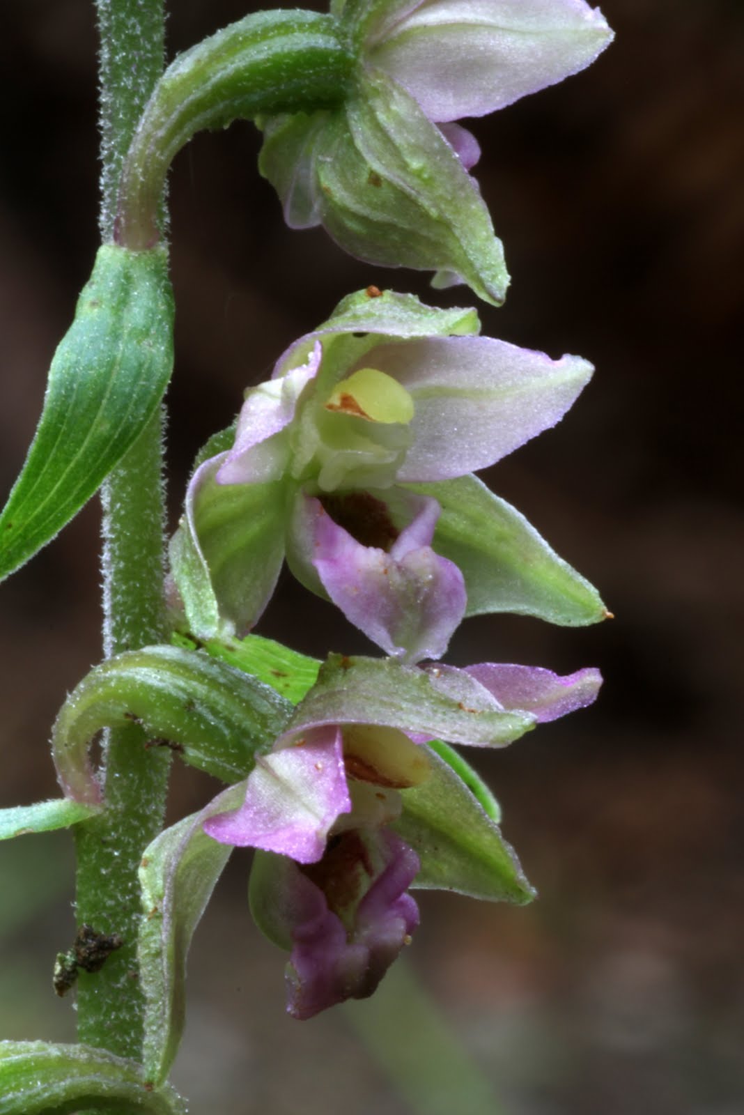 Native Orchids of the Pacific Northwest and the Canadian Rockies: Broad ...