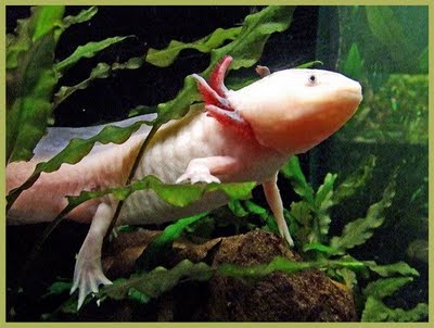 Greeneration: "Axolotl" Strange Fish with Legs From Mexico