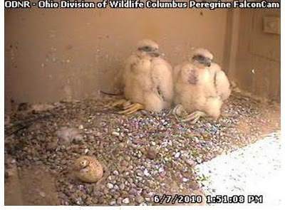 Columbus Peregrine Falcon Update: Names are Chosen -- Update on Banding