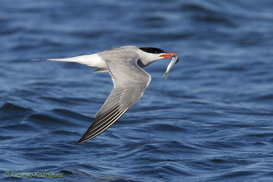 Aves Ricardo Rodriguez: Cambrils 2ª parte (charranes, pagazas y fumareles)