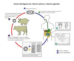 PRUEBA MODULO 2: TENIASIS