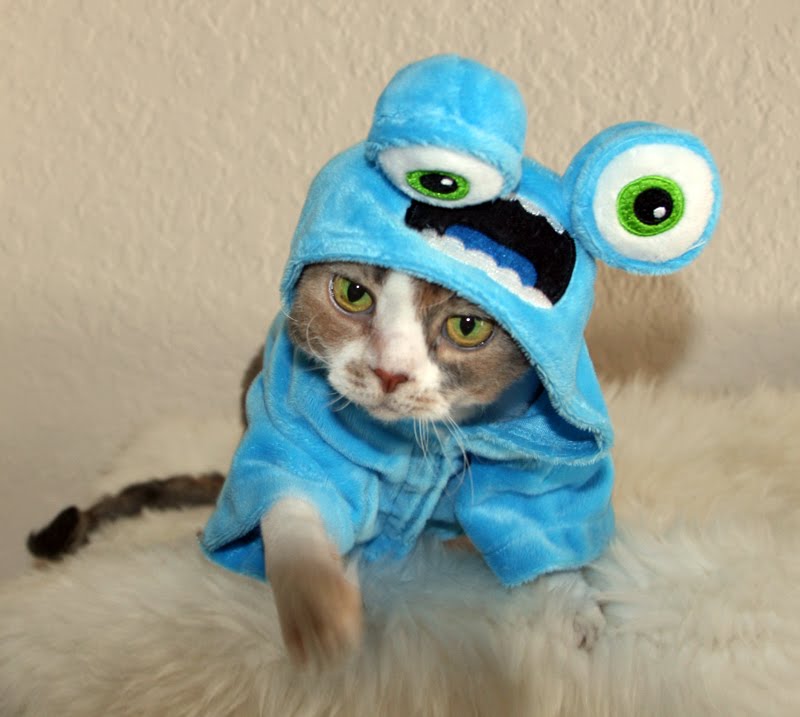 Daisy the Curly Cat: Cookie Monster!