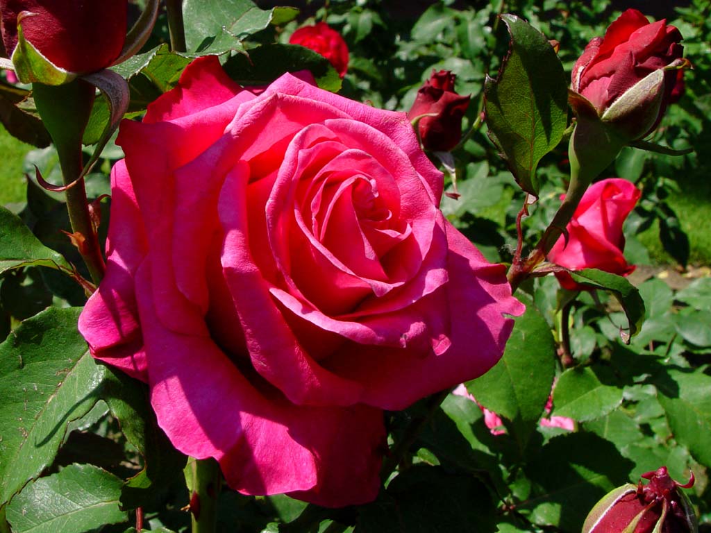 Beautiful Flowers | ::: Latest Wallpapers::