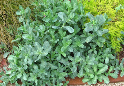 InterLeafings : Fall Color and New Beginnings