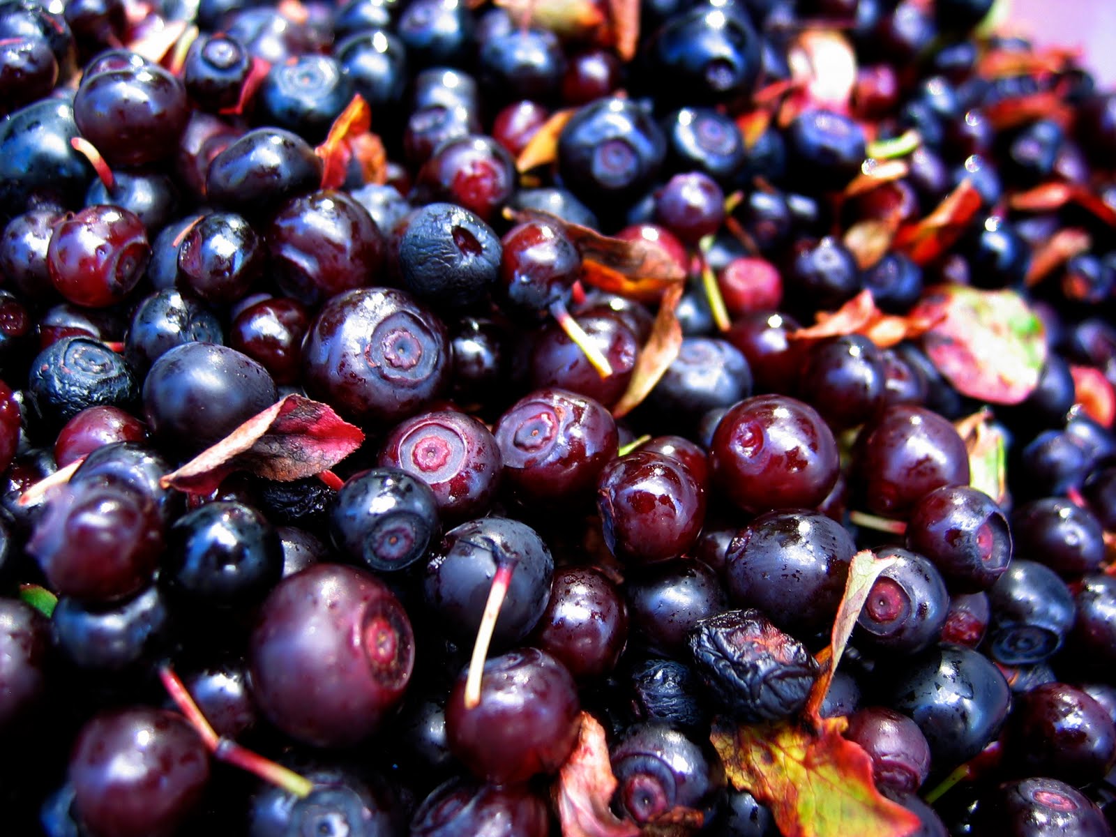 Bear Lake Eborns: Picking and Pondering in the Huckleberry Patch