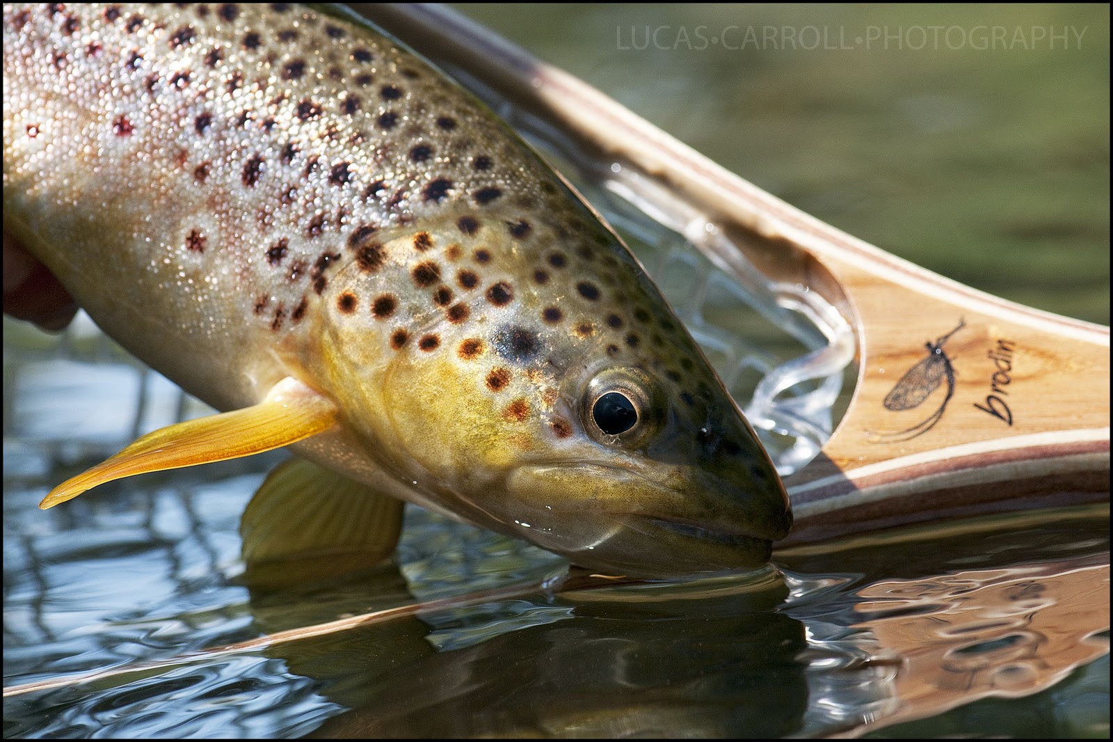 Lucas Carroll Photography