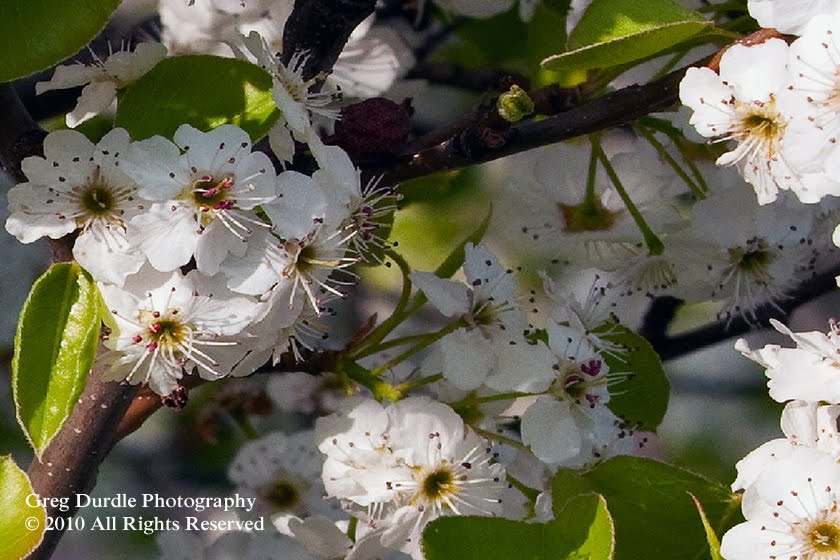 My Wanderings Somewhere in Michigan: Flowering Trees of Spring