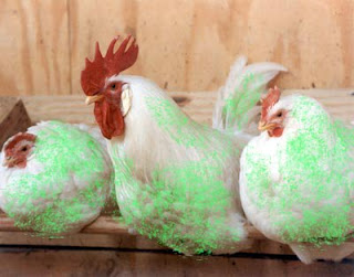 number of deers: Chernobyl Chickens