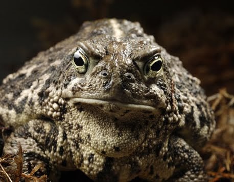 A Time to Fly: THE DARK, FAT, UGLY TOAD