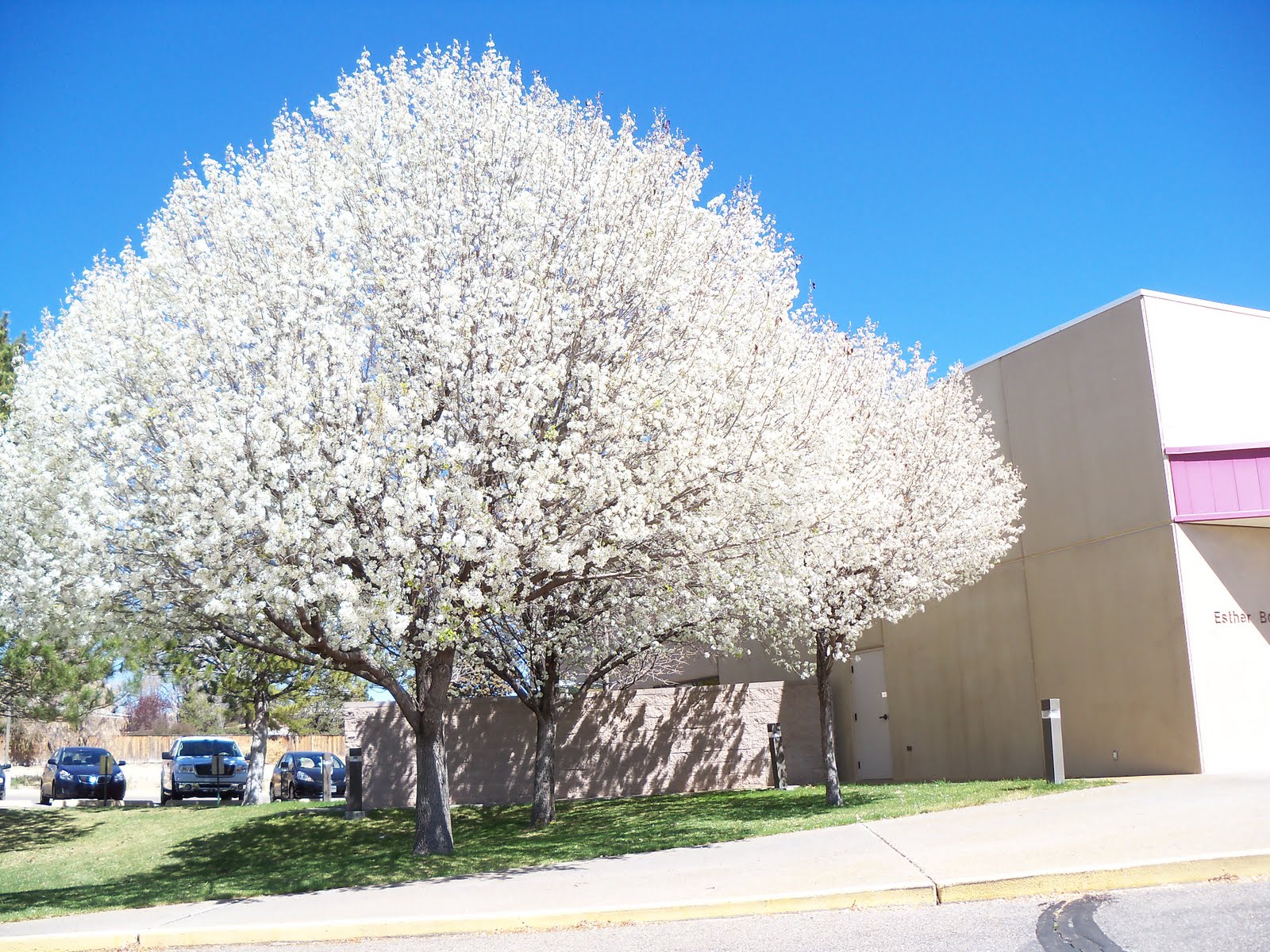Tumbleweed Crossing: Bradford Pear Tree