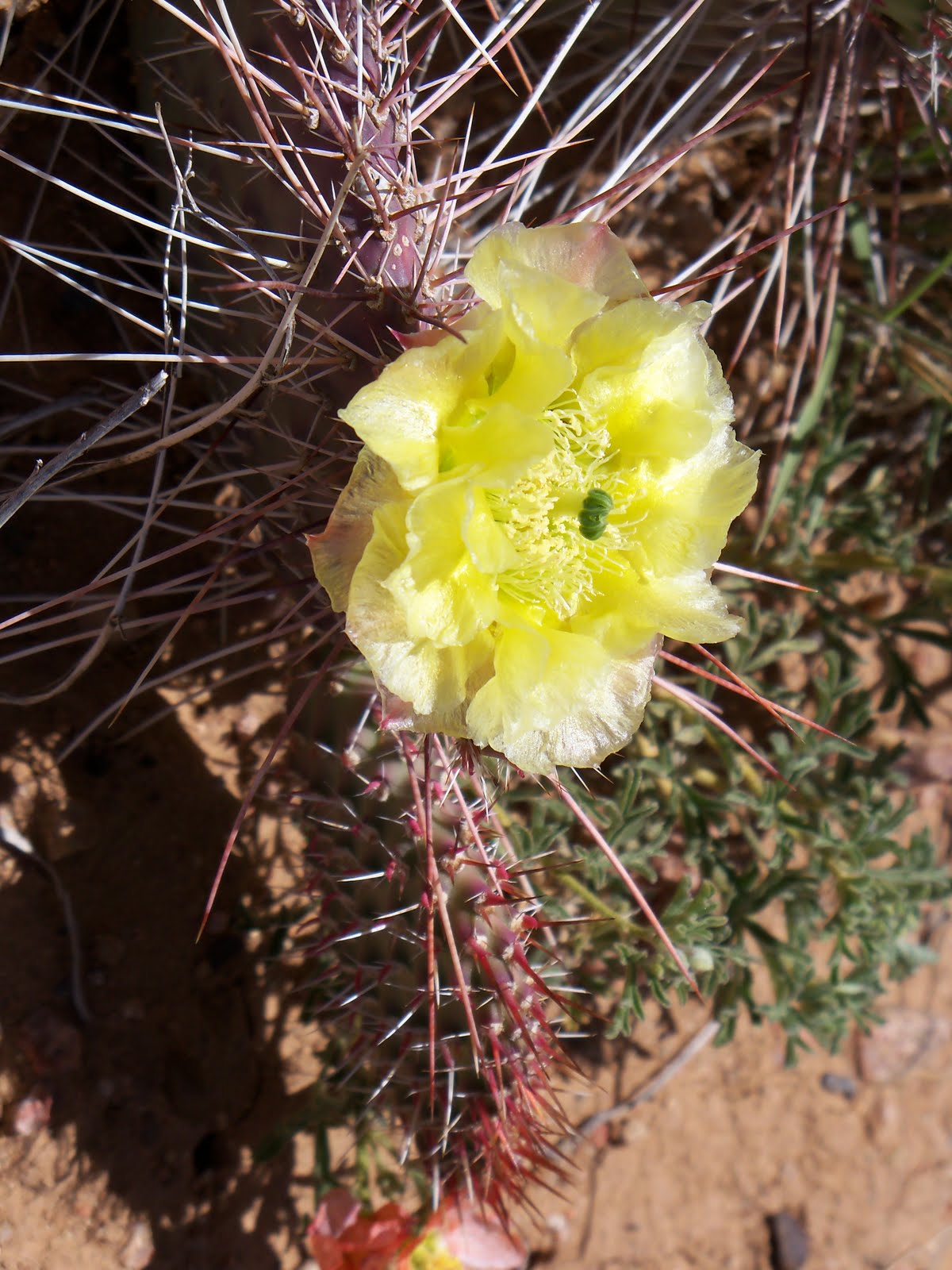 Tumbleweed Crossing: Prickly Pear Cactus