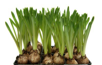 Summer Flowering Bulbs: Planting Summer Flower Bulbs