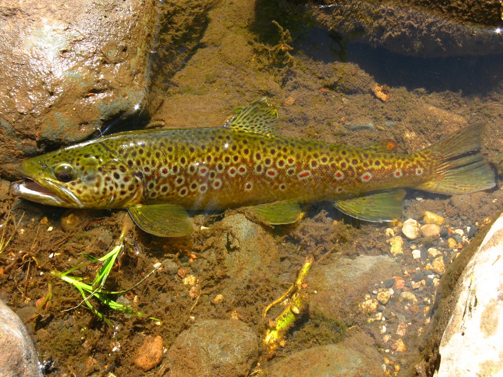 Oak Creek Angler: Oak Creek Browns, mid-late April 2010