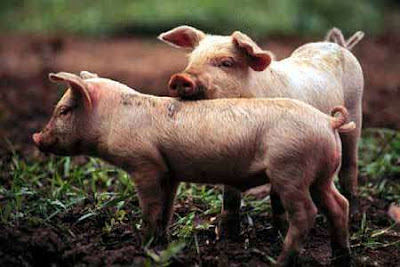CRIANZA DE CERDOS