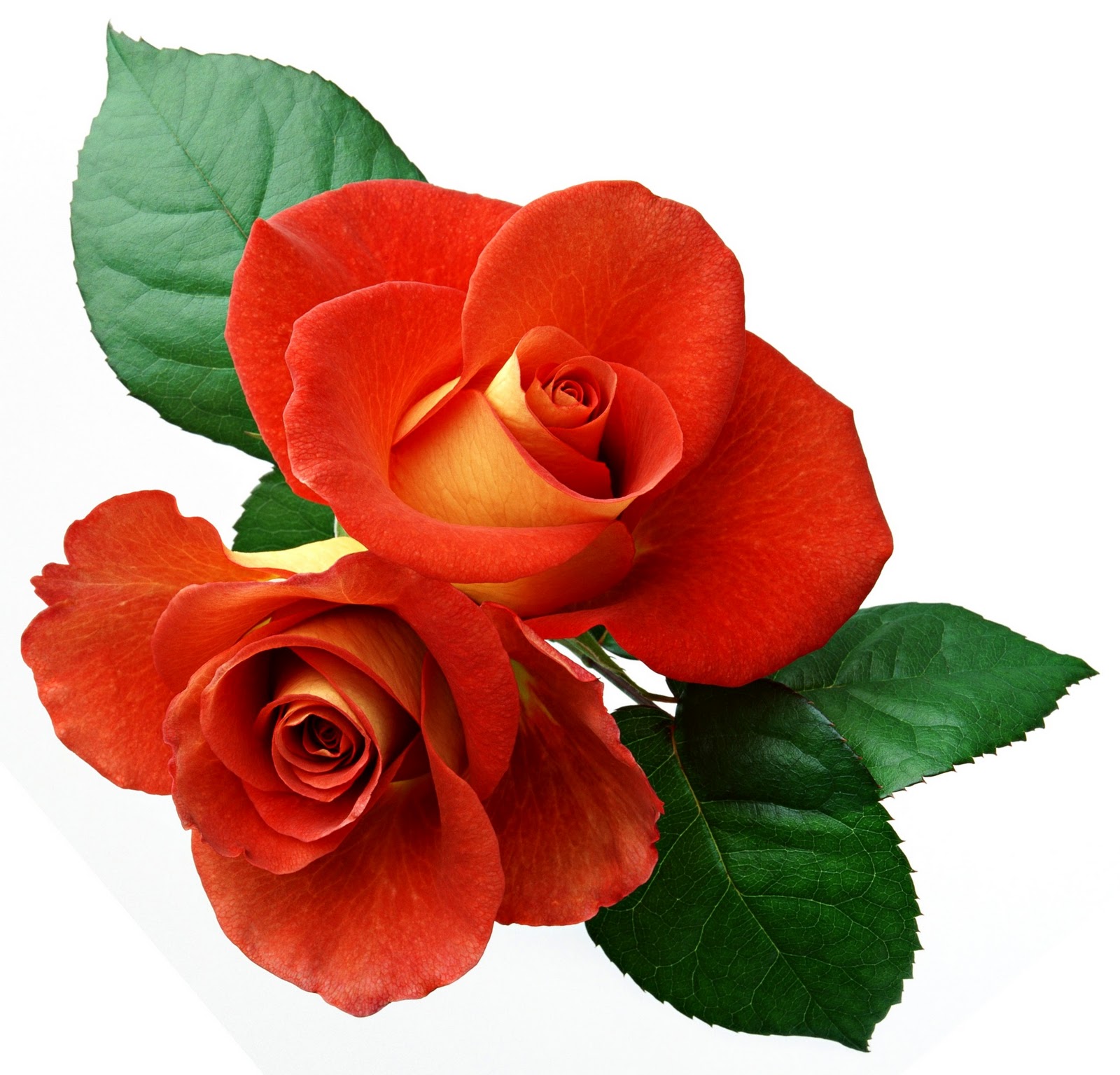 தமிழன் மென்-புத்தகங்கள்: ரோஜாவின் அணி வகுப்பு