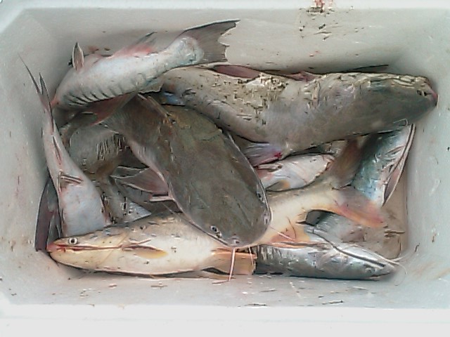 my mancing: Ikan Duri Mengamuk di Pantai Remis