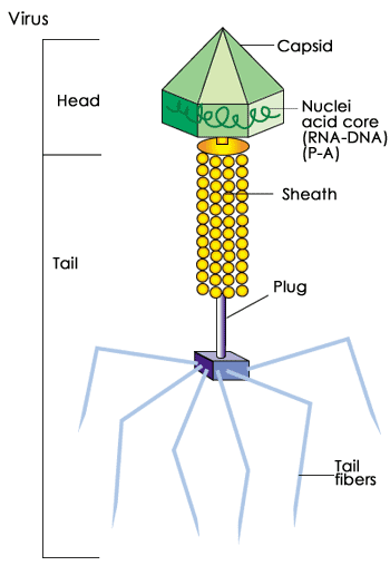 Bab 3: Virus | This Is Biology World