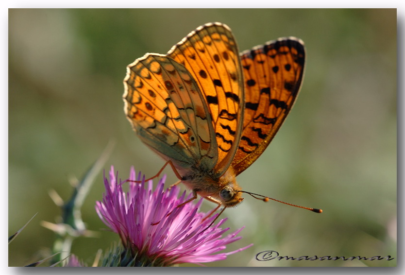 Dias de campo: Los corzos por San Juan