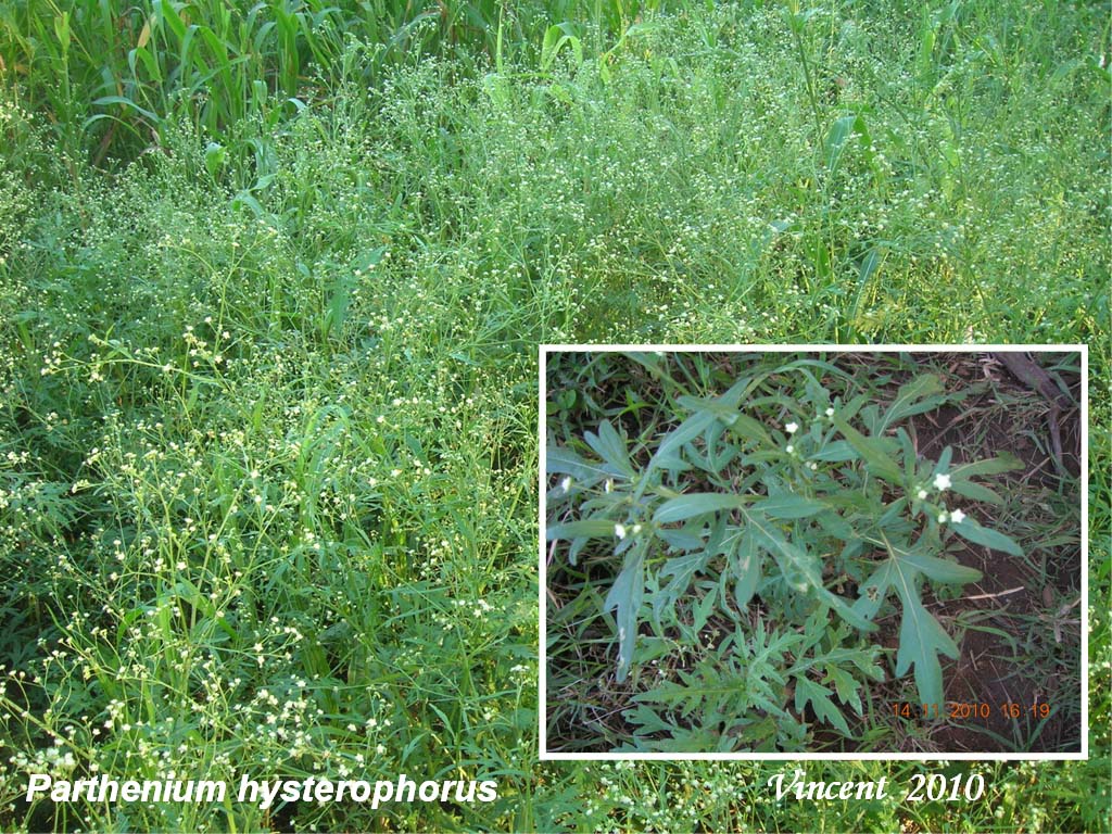 மண், மரம், மழை, மனிதன்.: பார்த்தீனியம் PARTHENIUM HYSTEROPHORUS