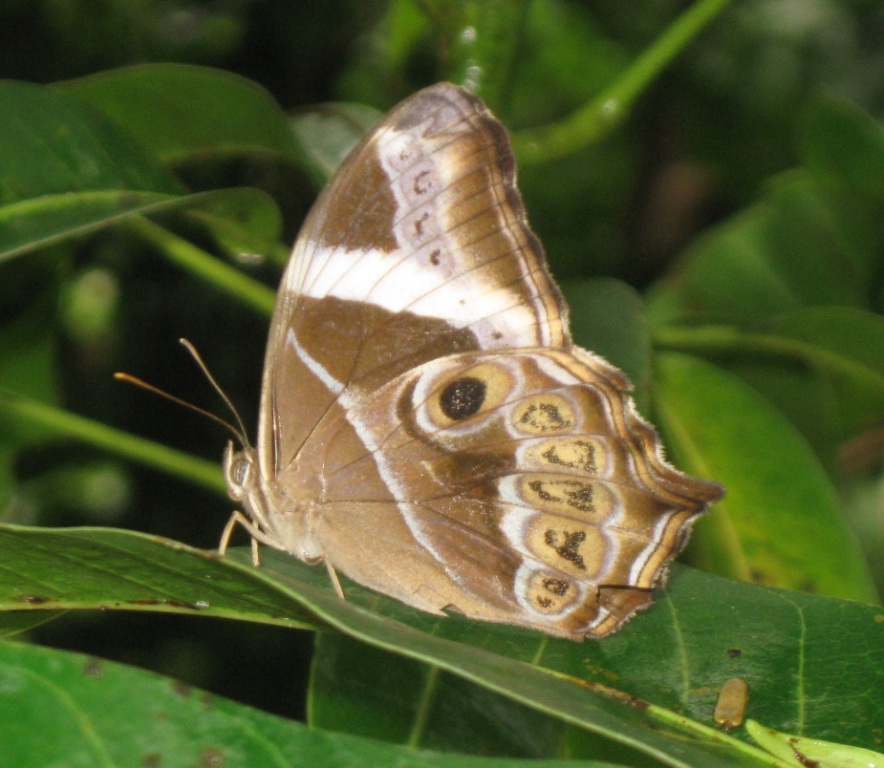 Butterfly Conservatory Of Goa
