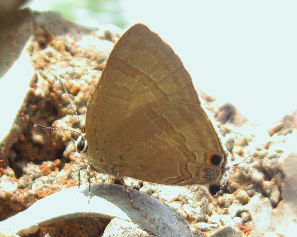 Butterfly Conservatory Of Goa