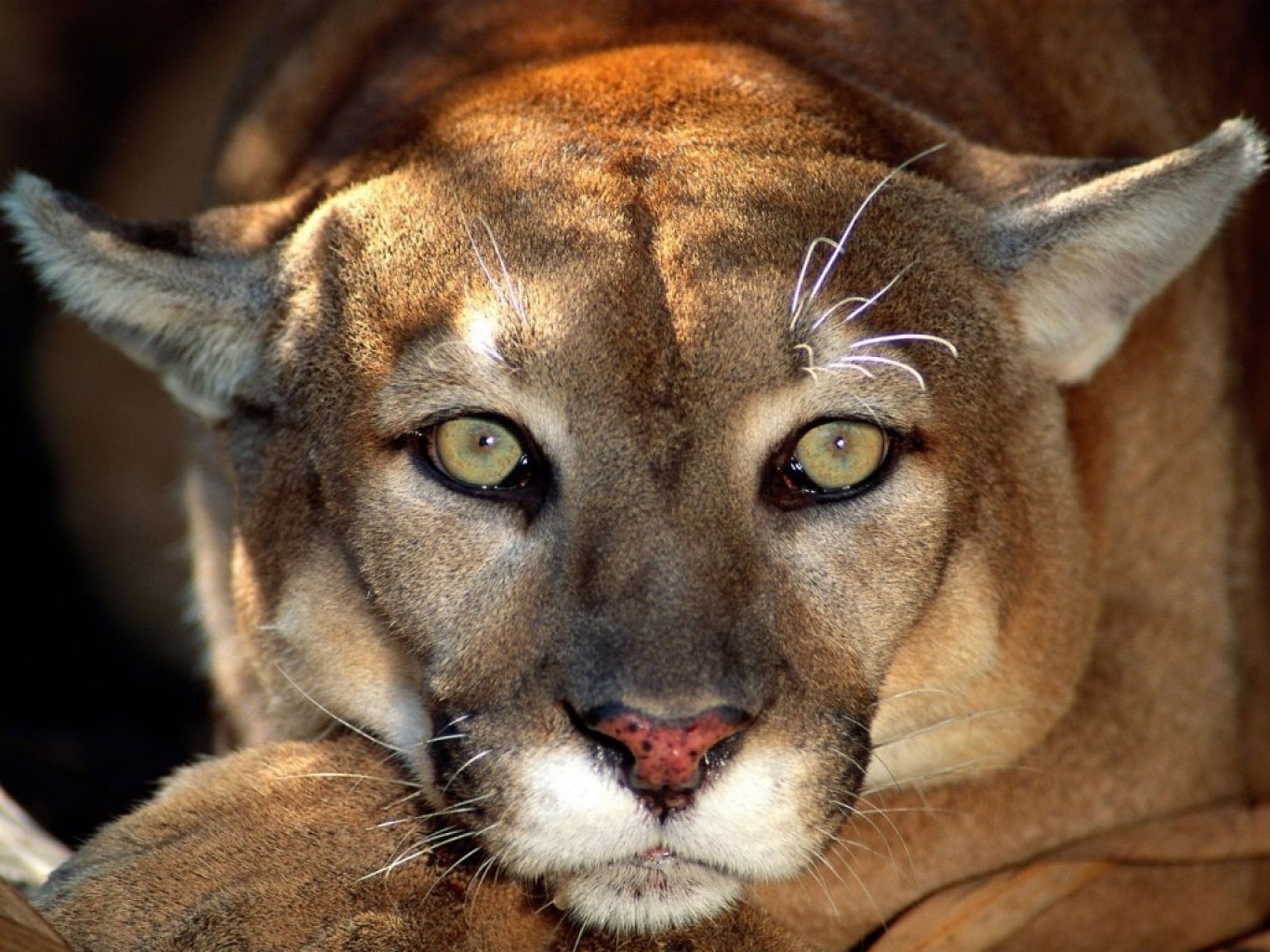 Puma Y Sus Caracter sticas Taringa 