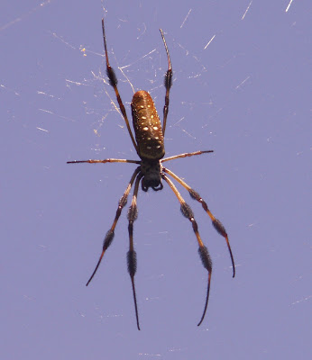 IN FOCUS: GARDEN SPIDERS COMMON TO ALABAMA
