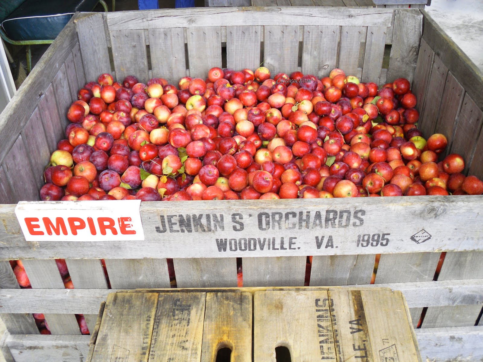 Culpeper Virginia: Empire Apples @ Jenkins Orchard Woodville Virginia