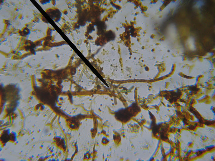 NATHAN ANDREWS - BISHOP HENDRICKEN HIGH SCHOOL STUDENT - SCIENCE ...