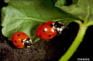 CSU Extension Greenhouse Advisor: Spring Aphids and Lady Beetles along ...