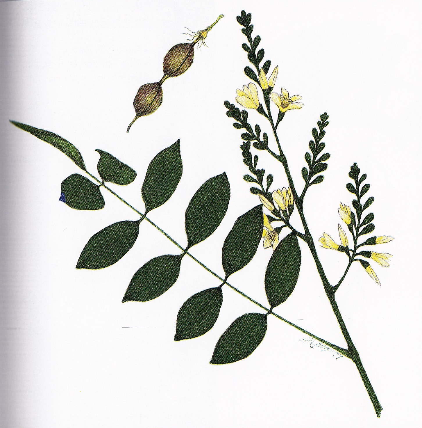 Arbres: Sófora, Acàcia del Japó