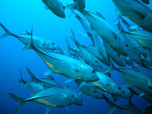DC Science World: The Niches of Fishes