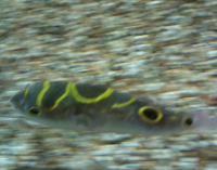 How to buy a Figure Eight (8) Puffer Fish