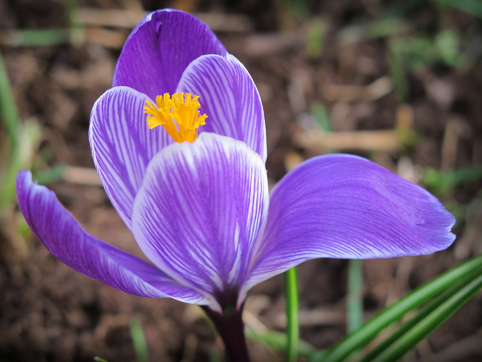 Chronicles of Whimsy: Crocus In Stripes