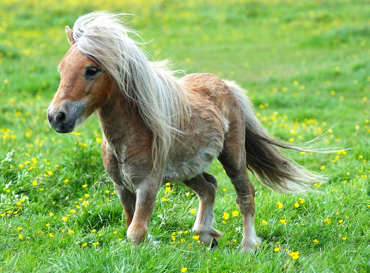 KUDA PONI | HORSE HERD