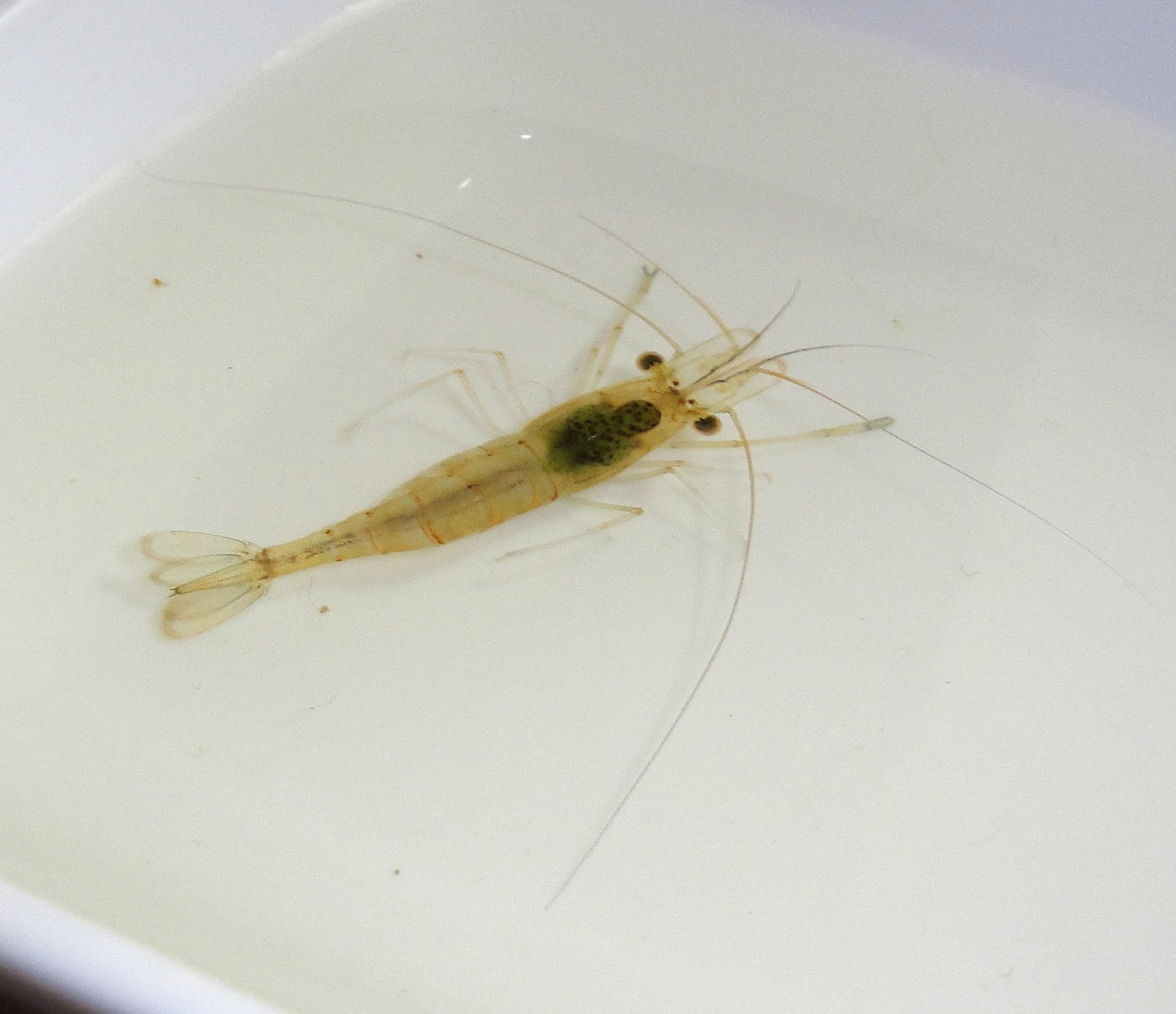 The Shrimp Tank Presentation Glass Shrimp