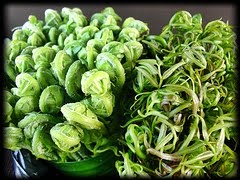 Zie Madini's Territory [[Personal Blog]]: Perbezaan Antara Pucuk Paku ...