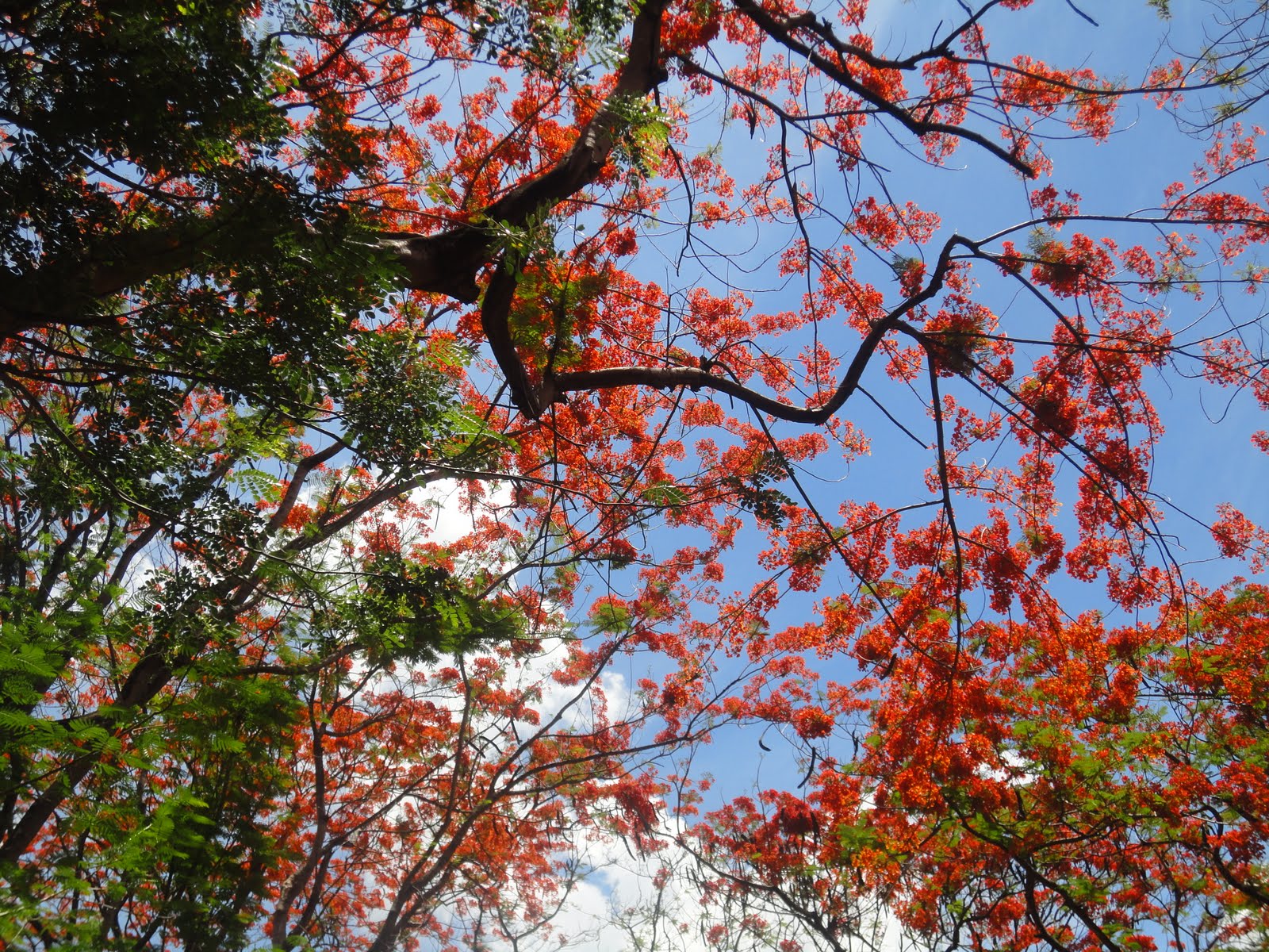 Flame trees in bloom