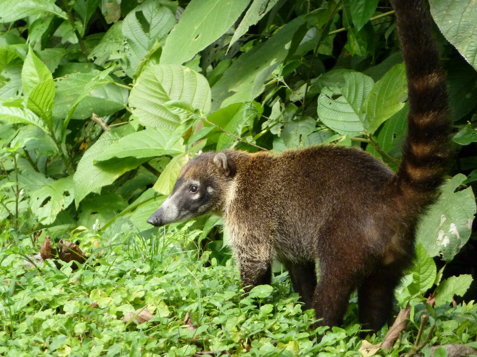 Central America Trip 2010: Day 4: Animal Sightings
