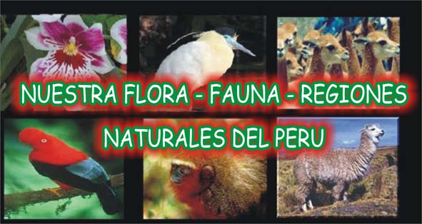 NUESTRA NATURALEZA - FLORA Y FAUNA: LA COSTA DEL PERU